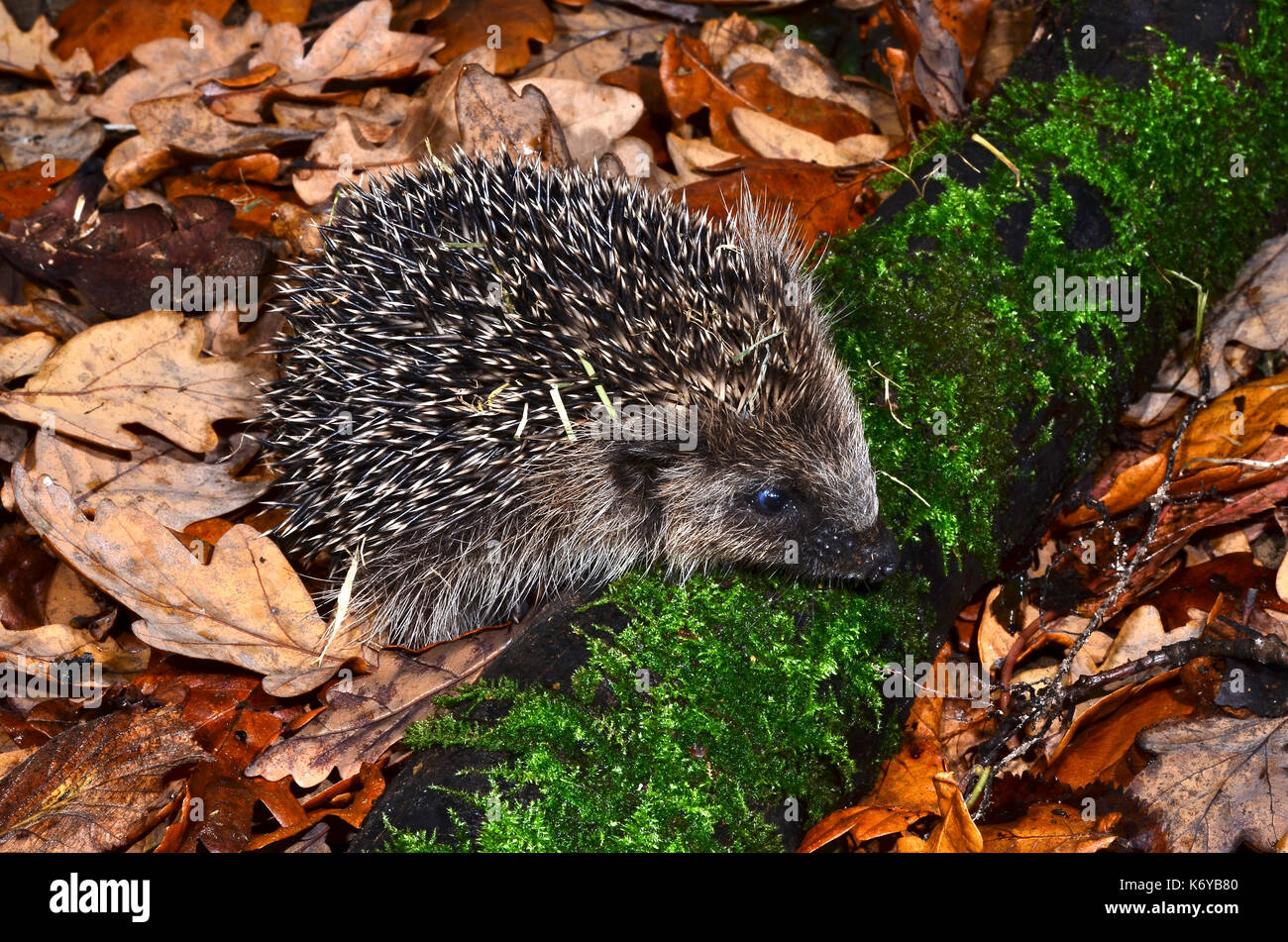 Hoglet hi-res stock photography and images - Alamy