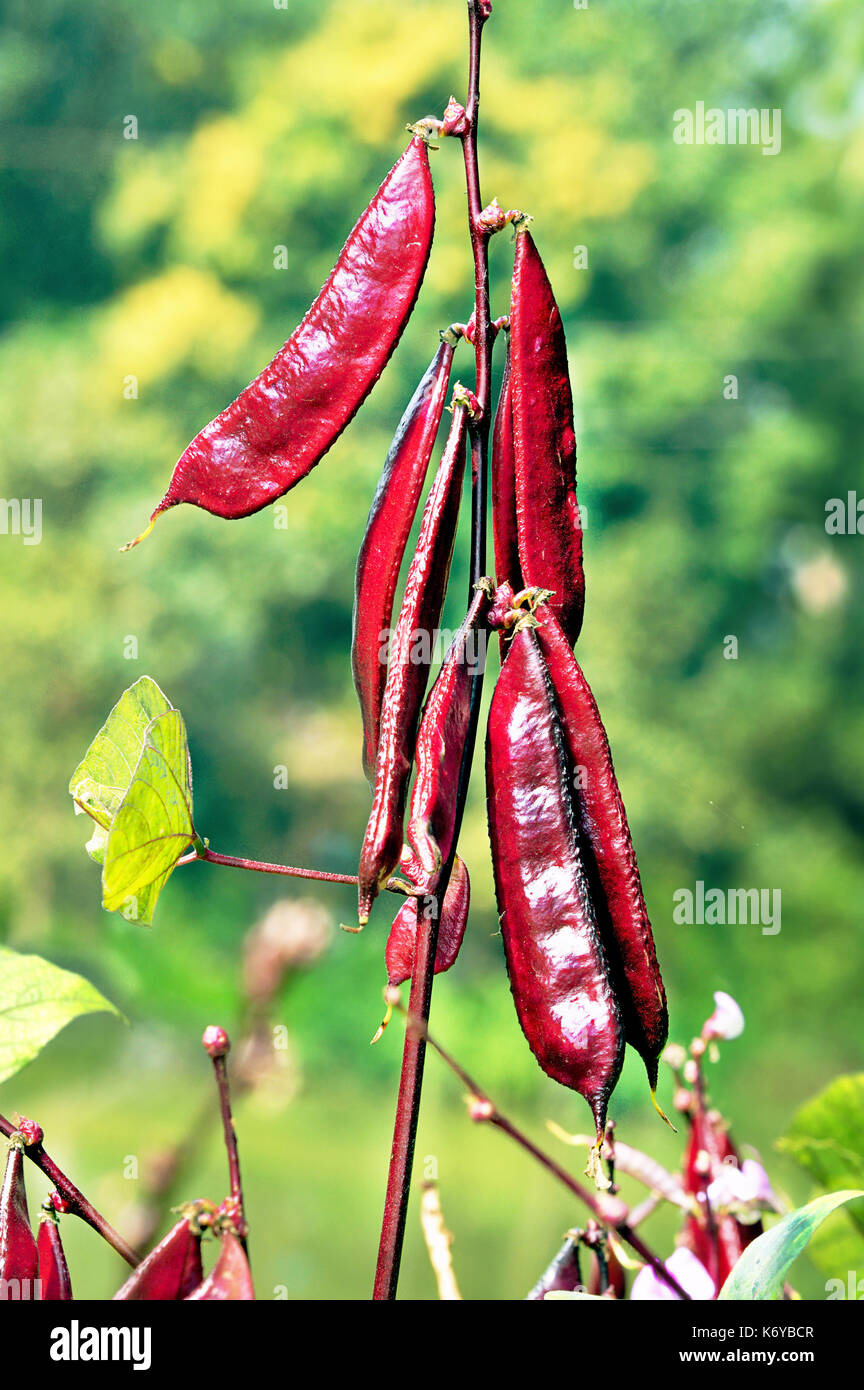 Read Been Veritable Stock Photo - Alamy
