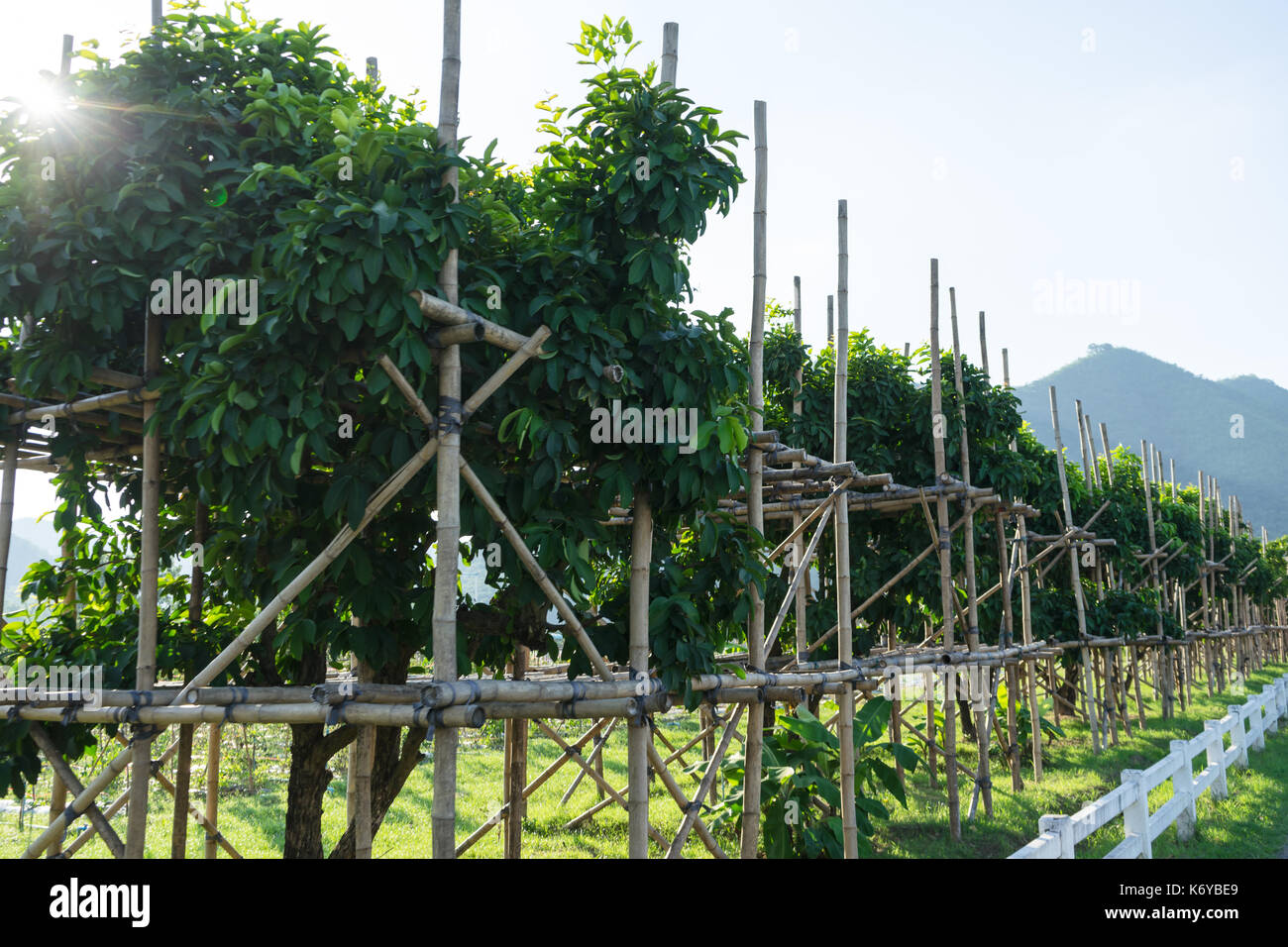 Row of Rose apple tree in farm Stock Photo - Alamy