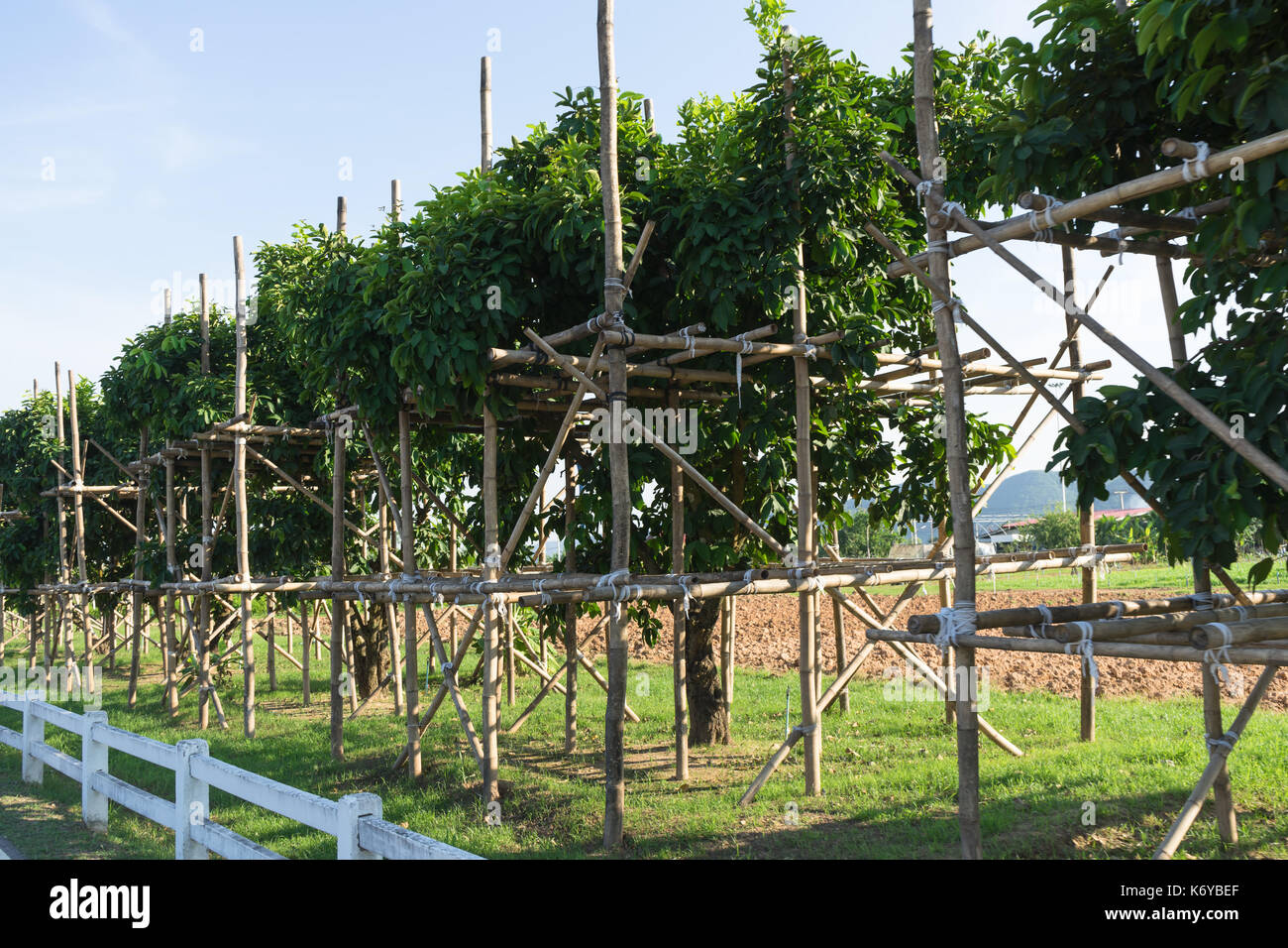 Rose apple tree hi-res stock photography and images - Alamy