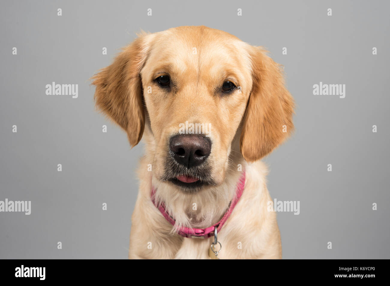 Golden retriever face close up isolated hi-res stock photography and ...