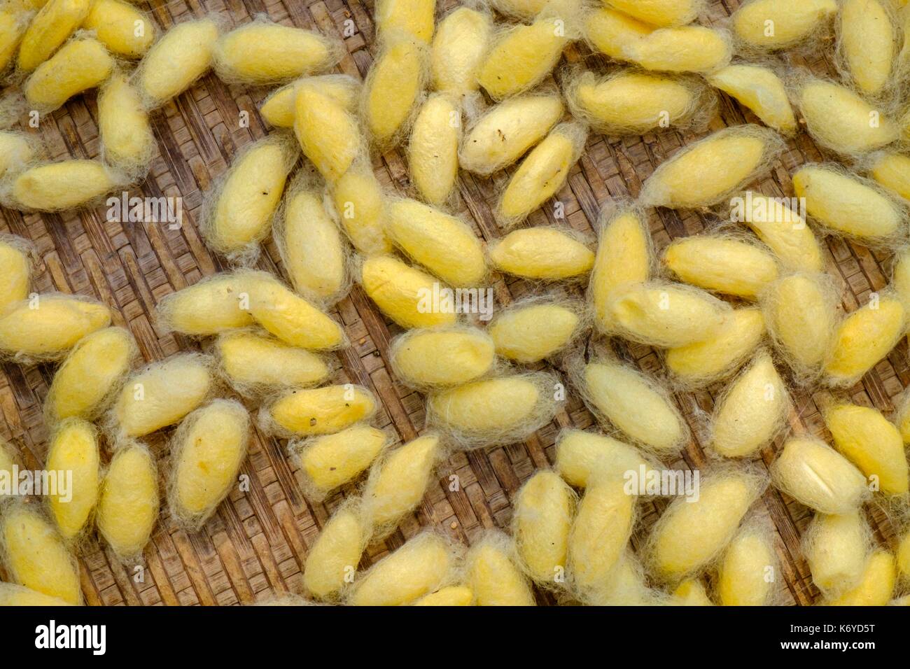 Cambodia, Kompong Thom, handicraft, Silk farm, cocoons Stock Photo - Alamy