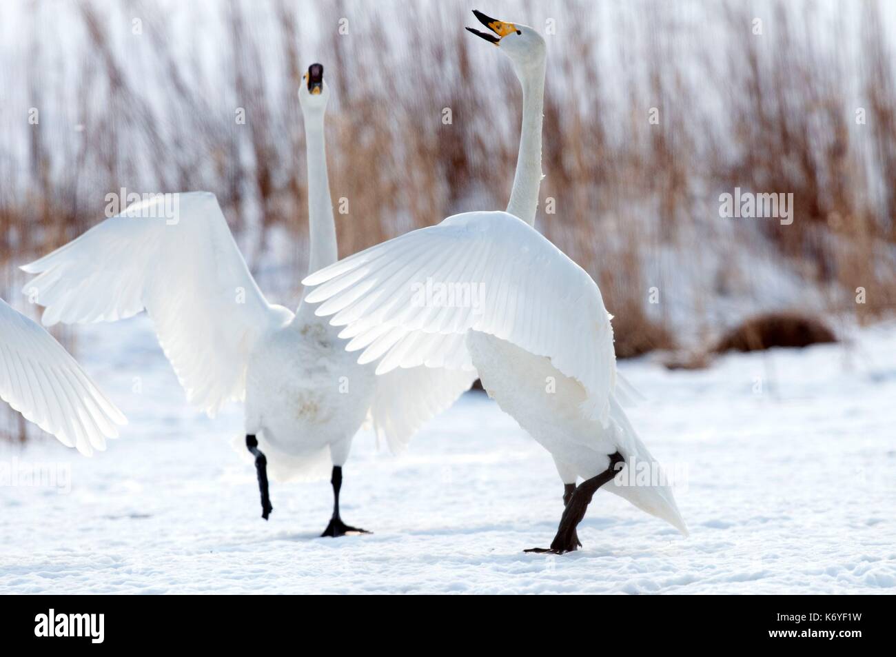 Japan, Whooper swan (Cygnus cygnus), parade Stock Photo - Alamy