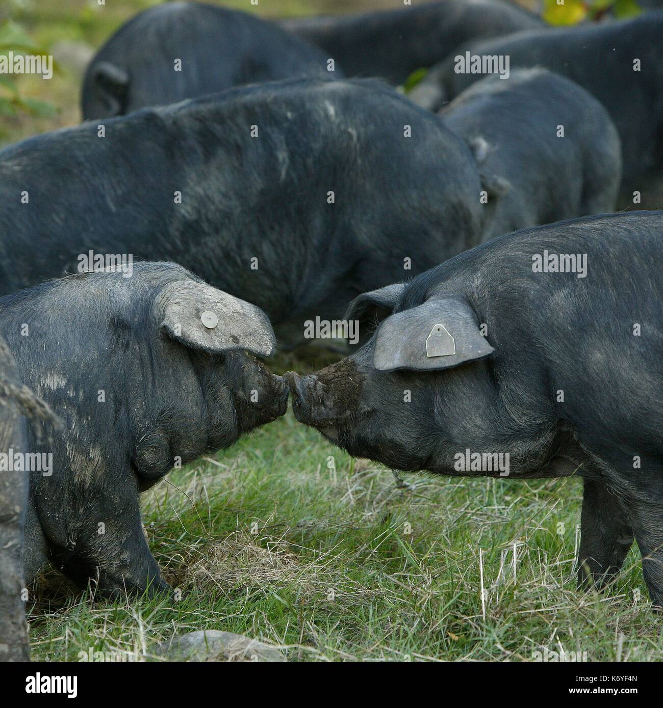 France, Hautes Pyrenees, Bigorre, breeding of black pigs of Bigorre ...