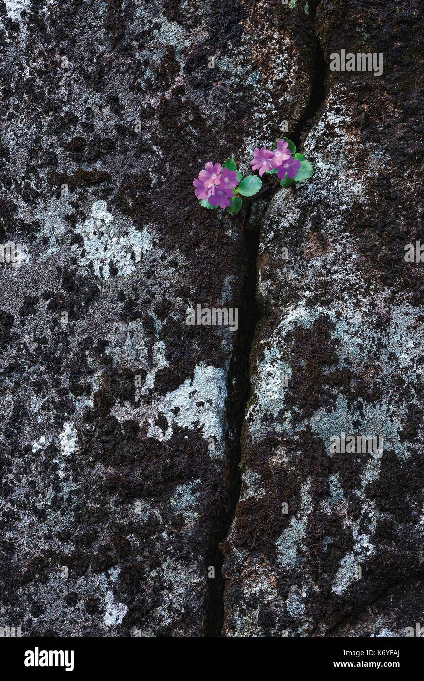 France, Hautes Pyrenees, Bigorre, flowers growing on a lichen covered ...