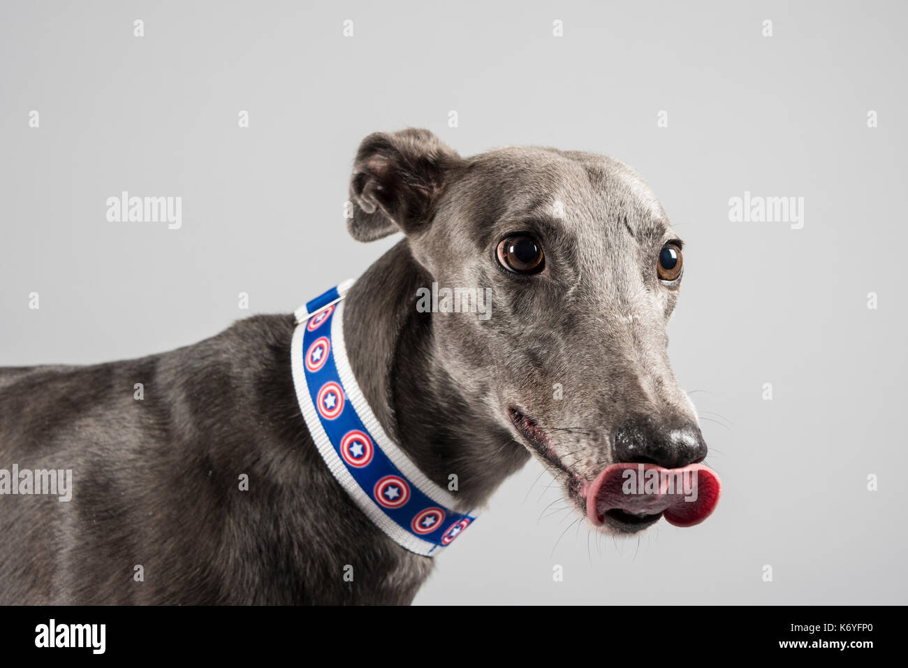 Greyhound grey face hi-res stock photography and images - Alamy