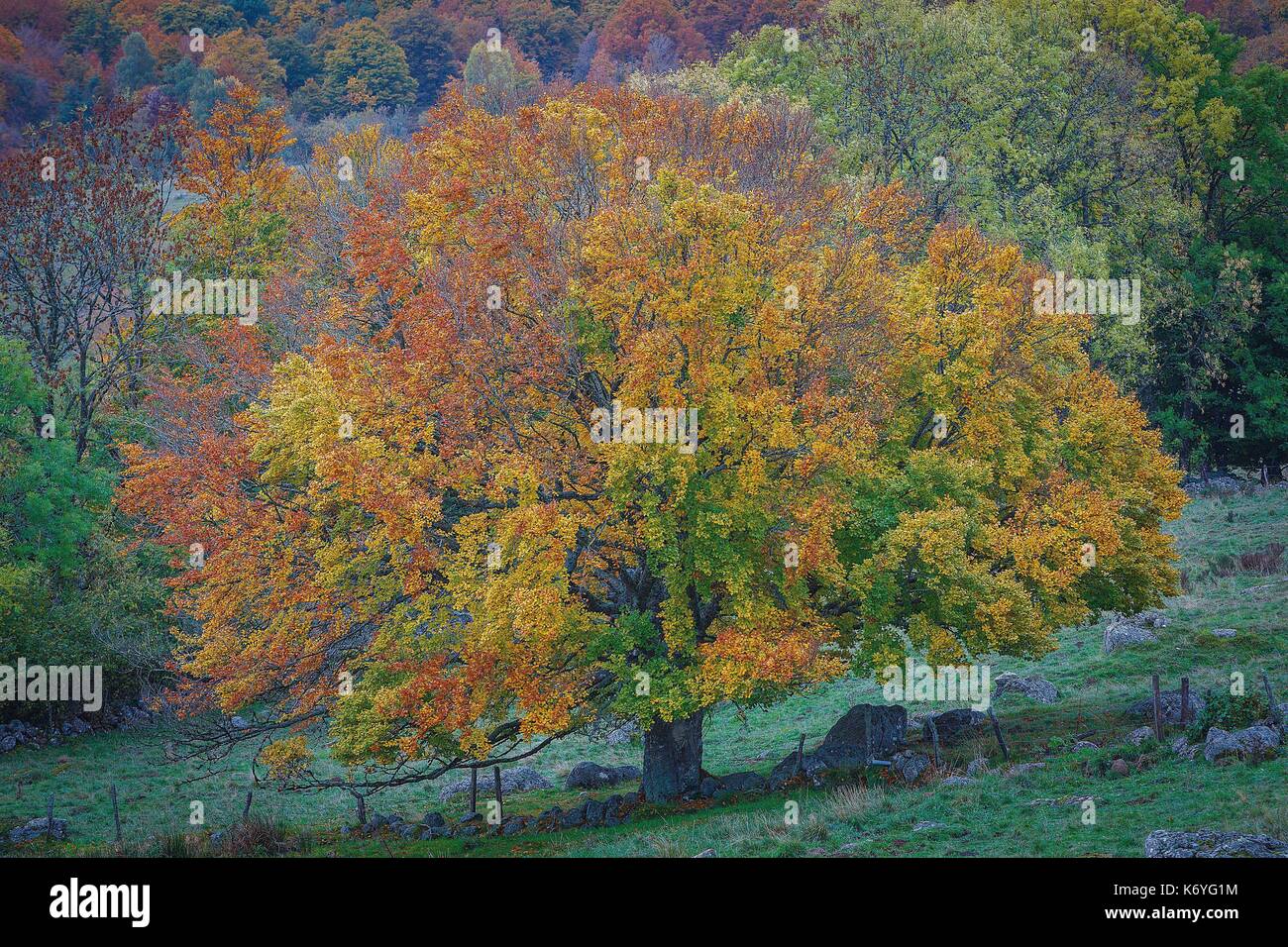 France, Lozere, Aubrac, Nasbinals, Le Fer a Cheval, tree in a meadow in ...