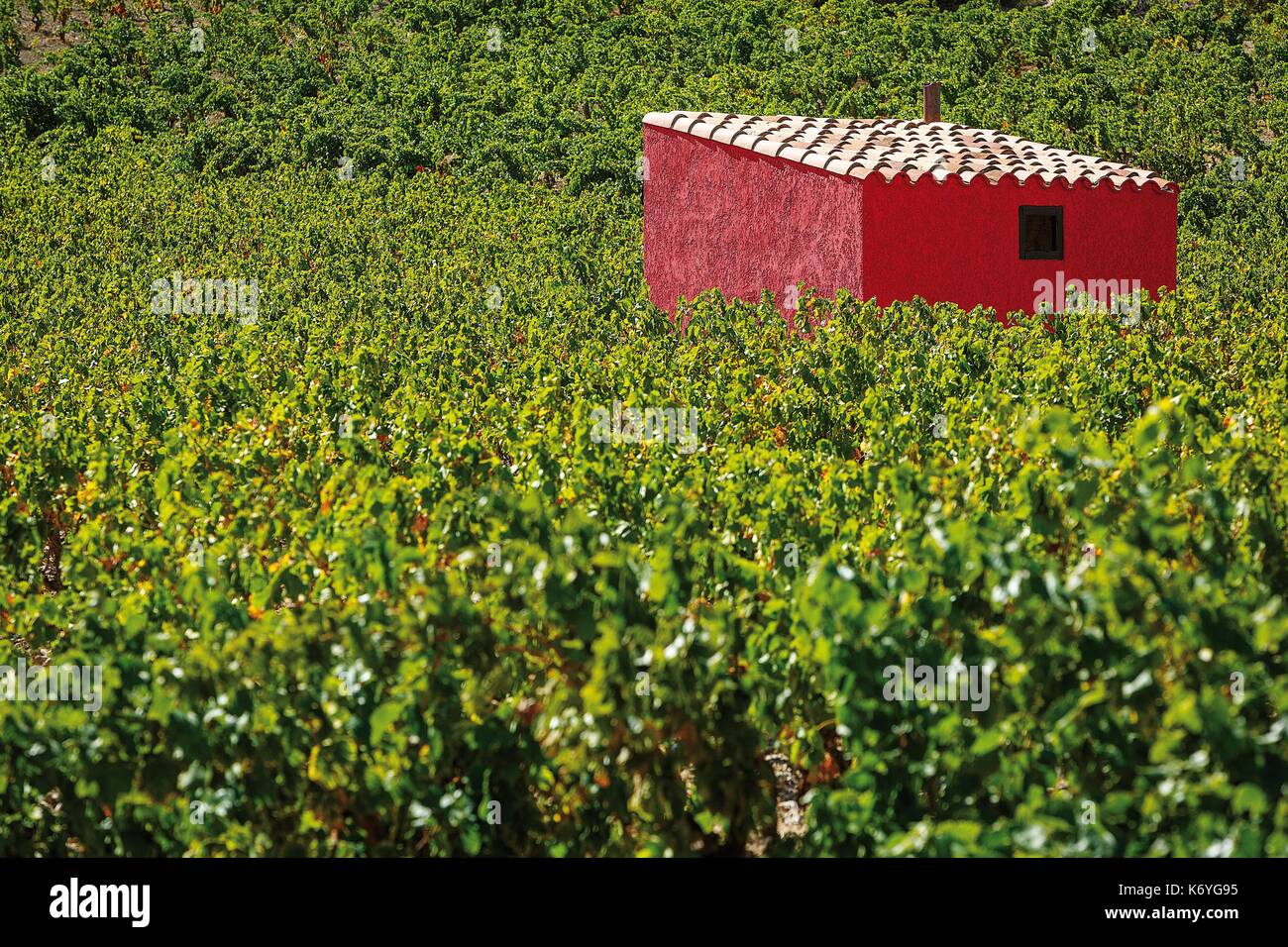 France, Pyrenees Orientales, Maury, Maury vineyards, hut in the ...