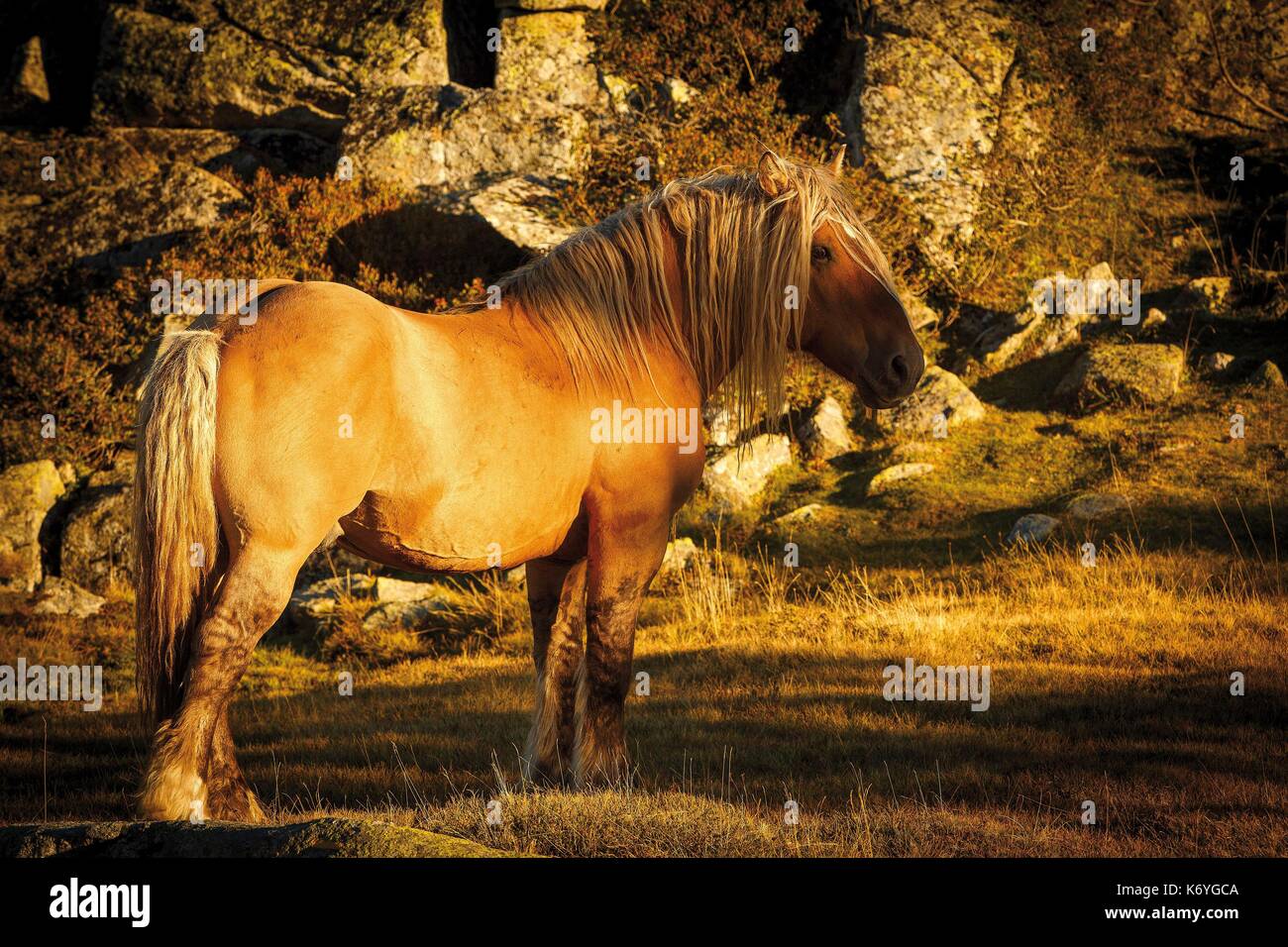 France, Pyrenees Orientales, Natural regional park Catalan Pyrenees ...