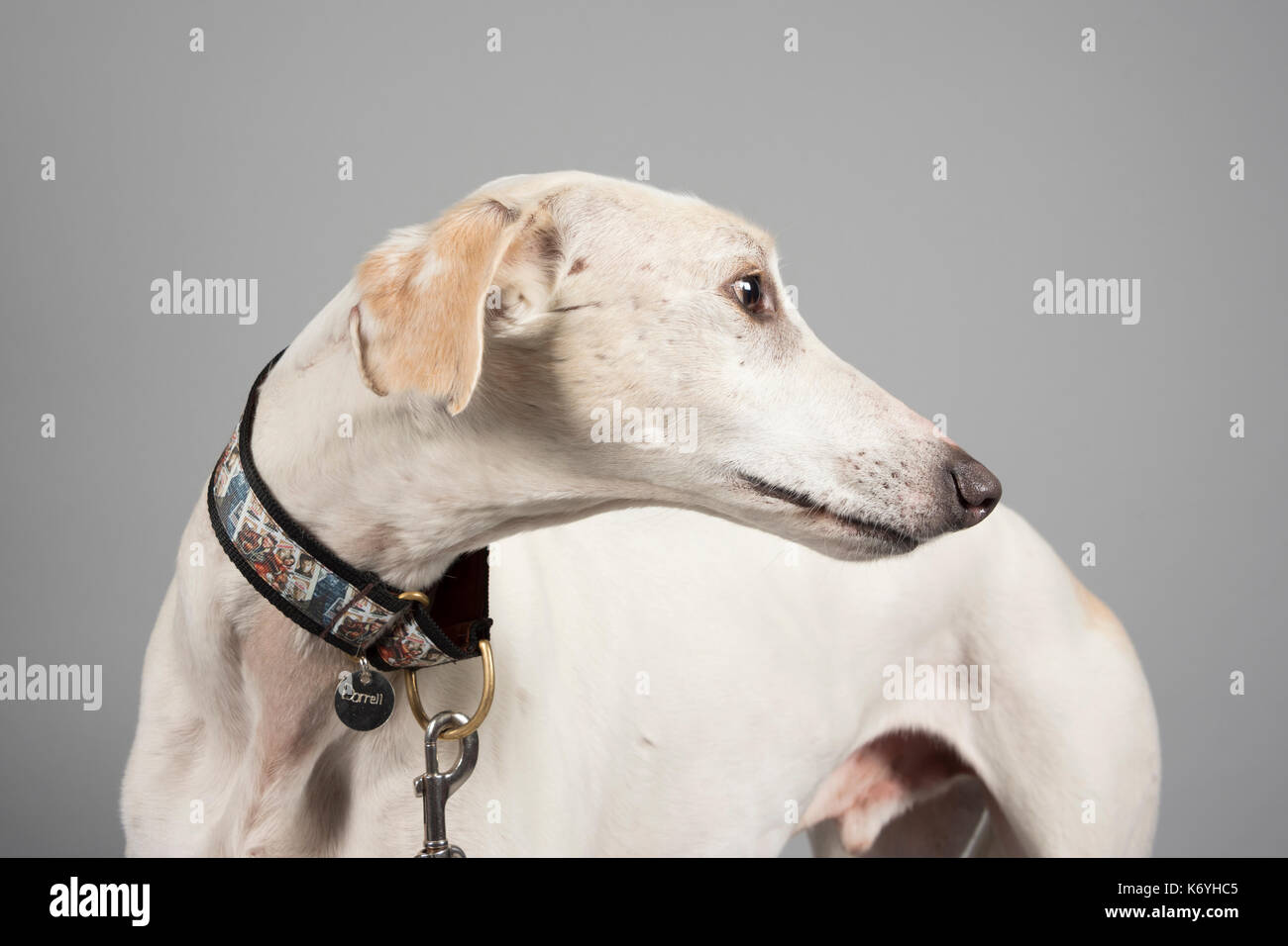 Portrait of a Greyhound in the UK Stock Photo - Alamy
