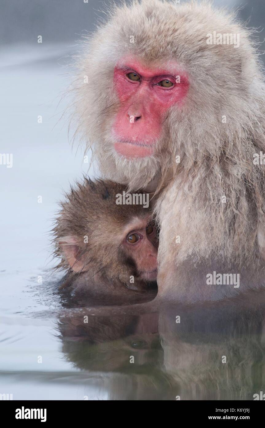 Japan, Japanese macaque or snow japanese monkey, baby and mom in onsen ...