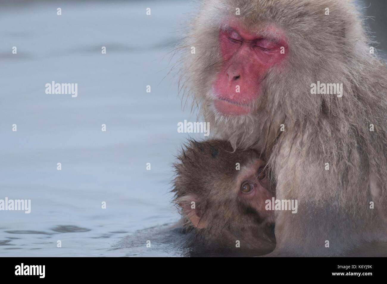 Japan, Japanese macaque or snow japanese monkey, baby and mom in onsen ...
