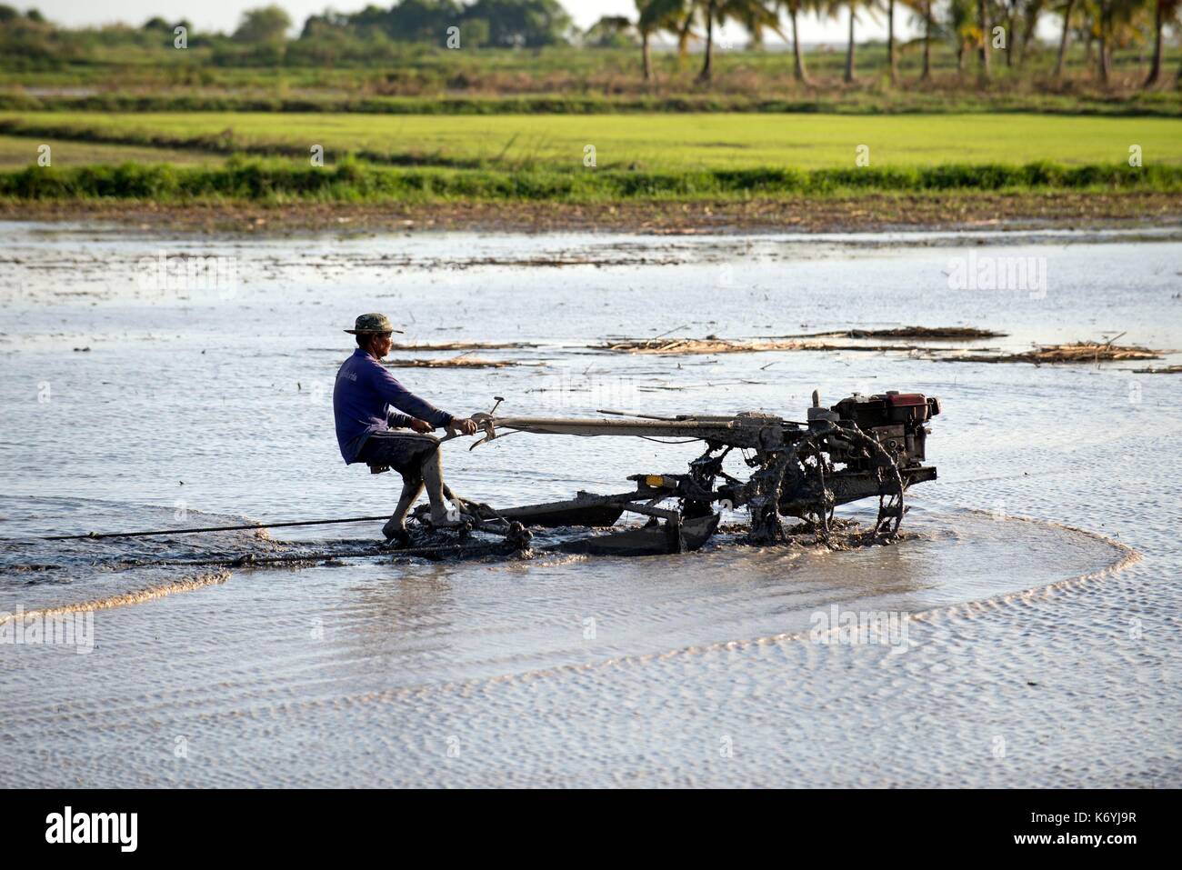 Thailand, Farmer ride rice tractor for preparing the ground for rice ...