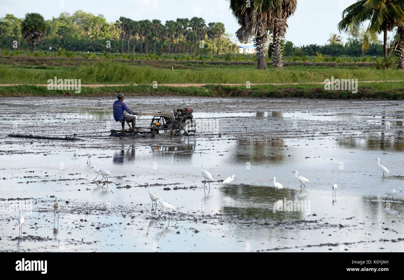 Thailand, Farmer ride rice tractor for preparing the ground for rice ...