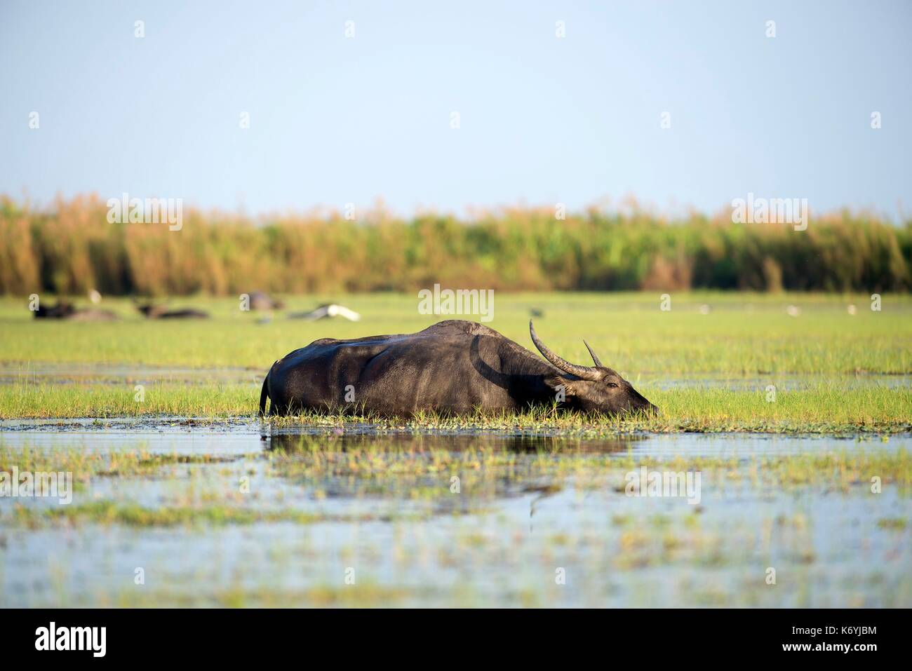 Thailand, Water Buffalo (Bubalus bubalis), eating Stock Photo - Alamy