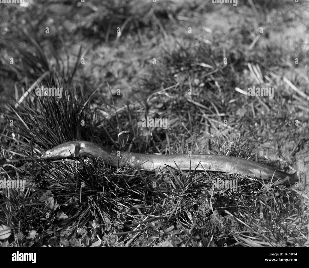 Eel, sharp nosed YORYM S476 Stock Photo - Alamy