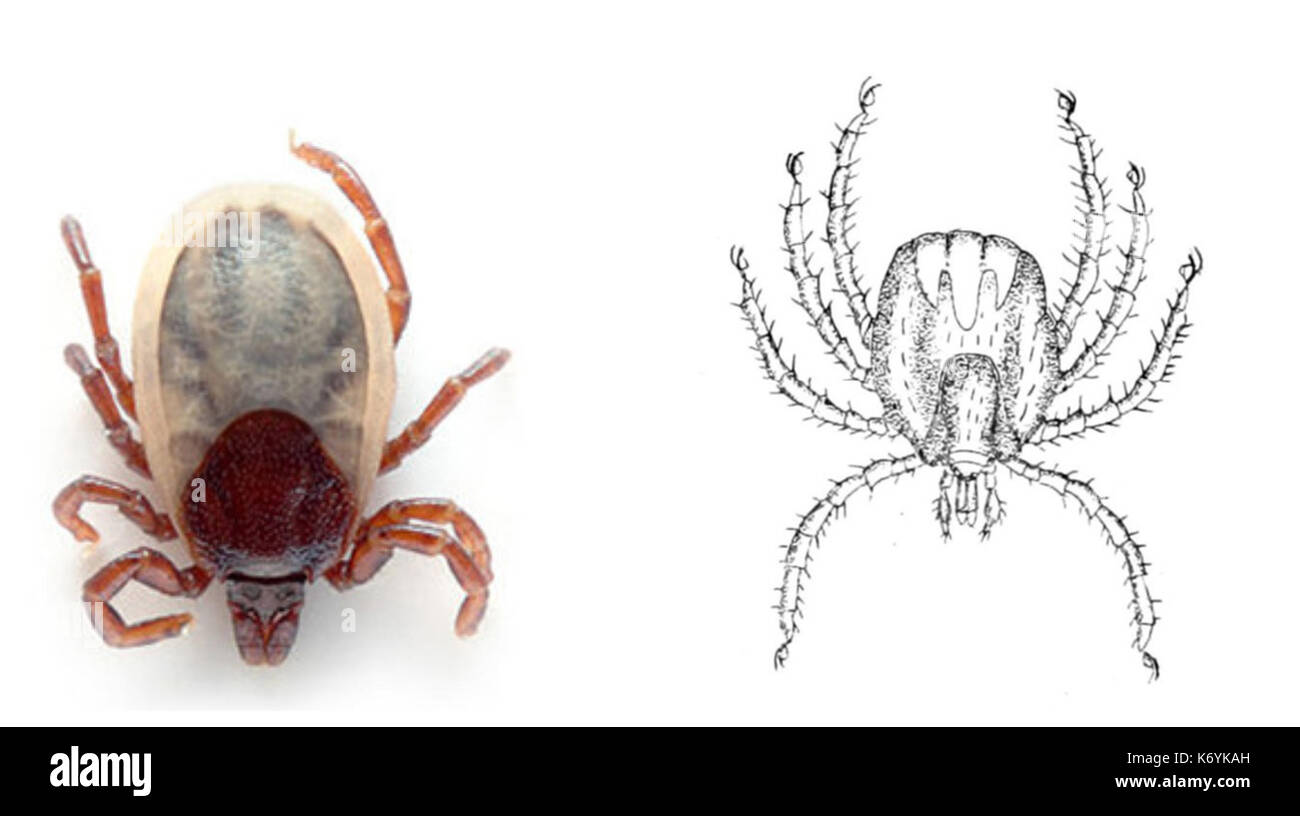 Ixodes hi-res stock photography and images - Alamy