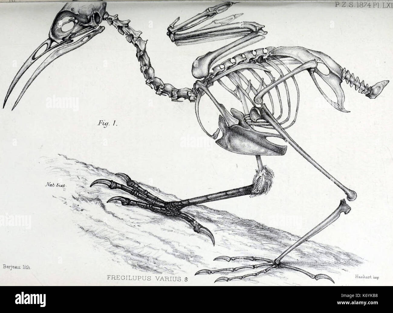 Bird skeleton structure hi-res stock photography and images - Alamy