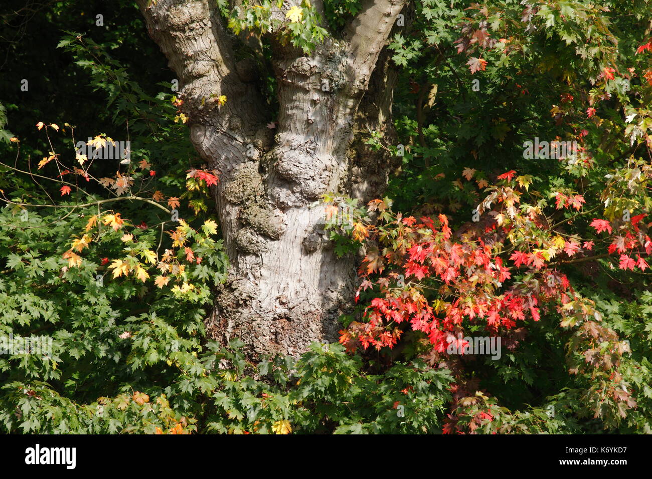 tree trunk with colorful maple leaves Stock Photo - Alamy