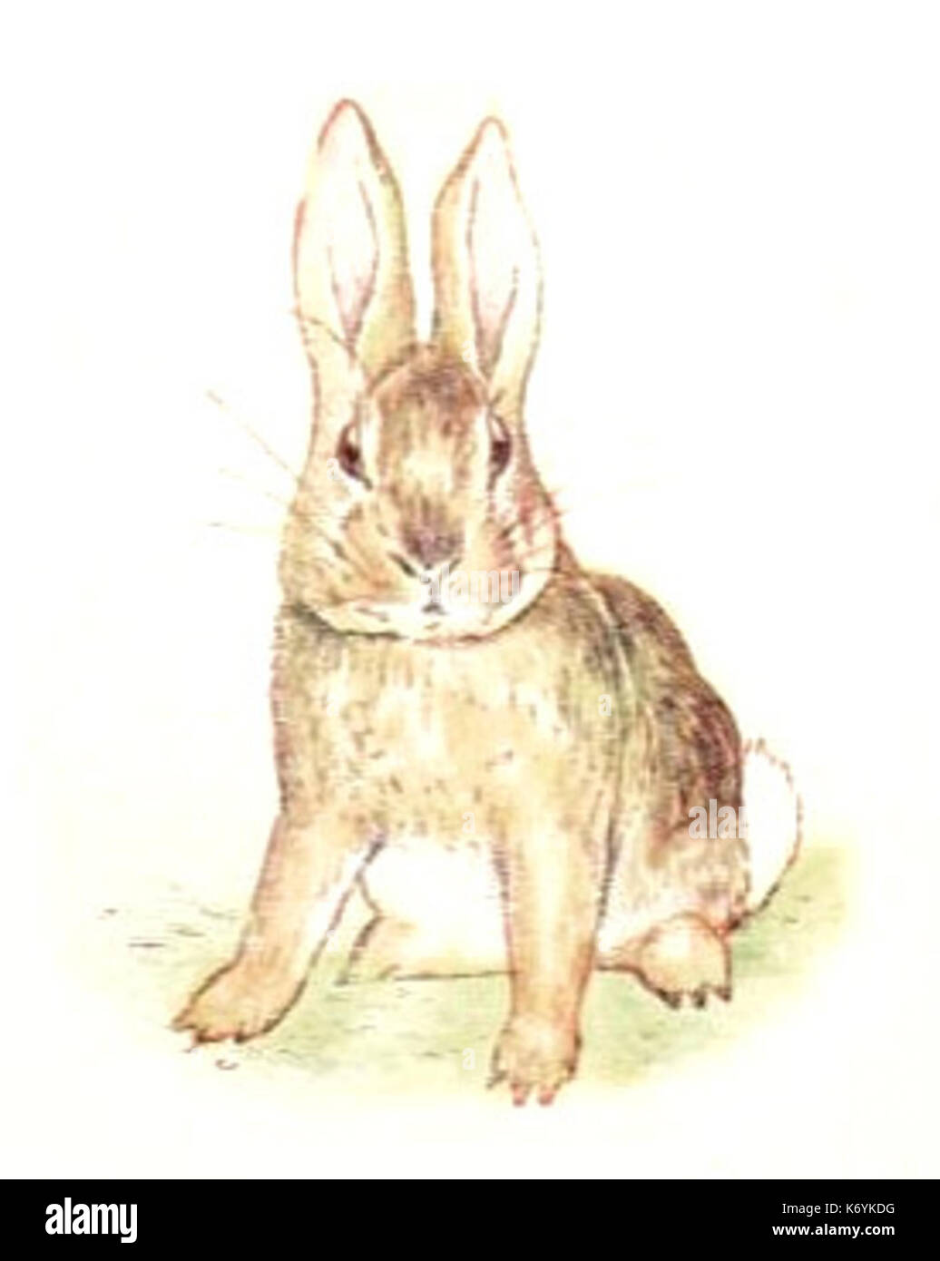 Bad rabbit hi-res stock photography and images - Alamy