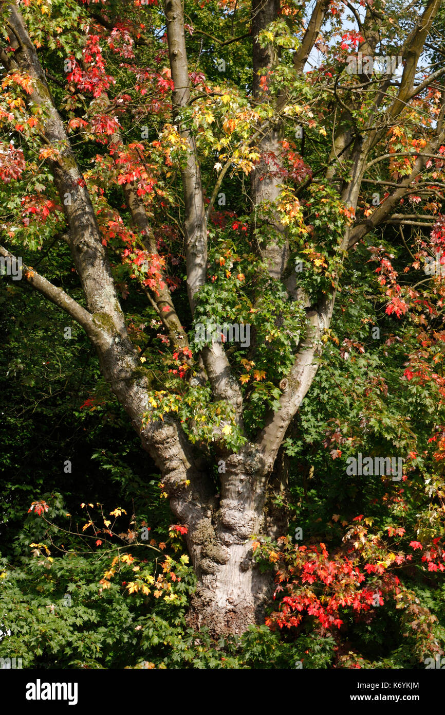 tree trunk with colorful maple leaves Stock Photo - Alamy