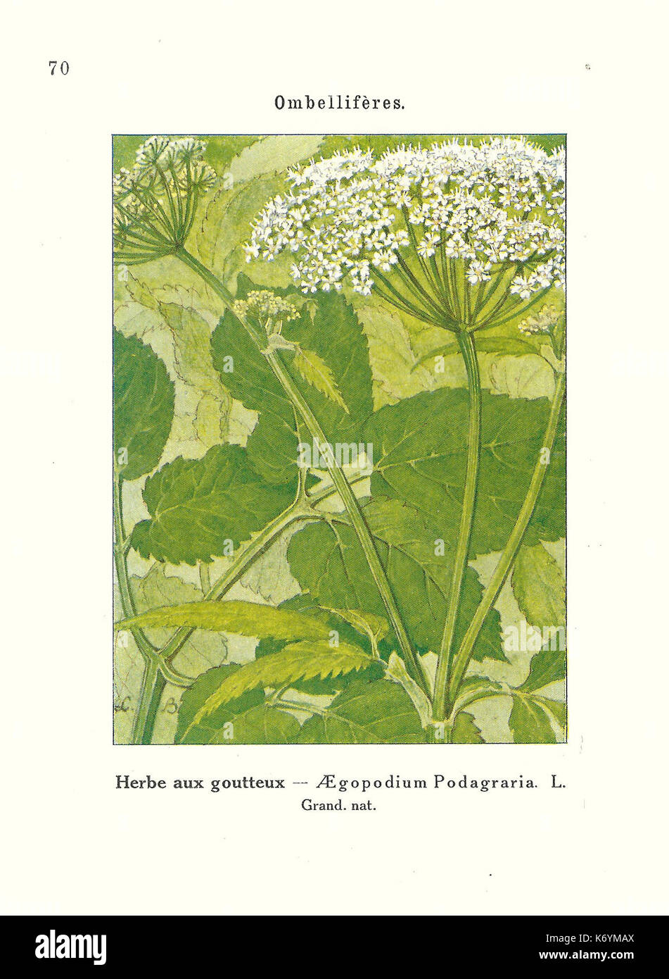 Gadeceau adventices Aegopodium Stock Photo - Alamy