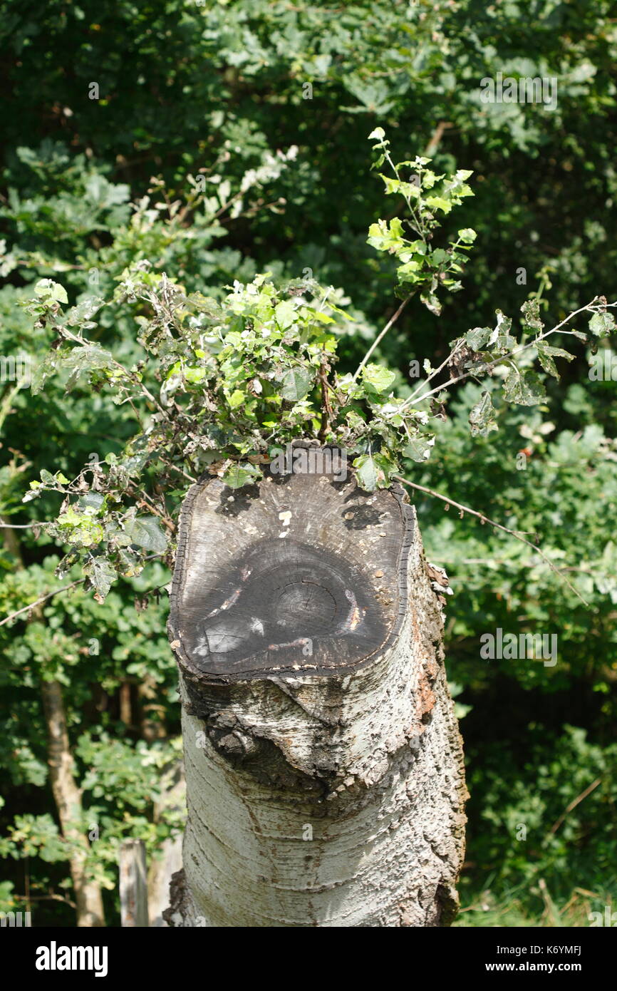 Birch Tree Trunk in a Forest Stock Photo - Alamy