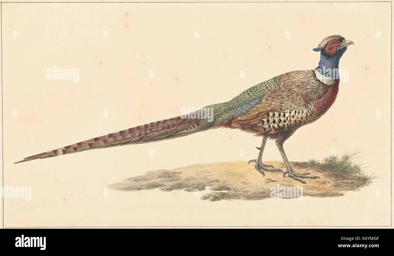 Fazant hi-res stock photography and images - Alamy