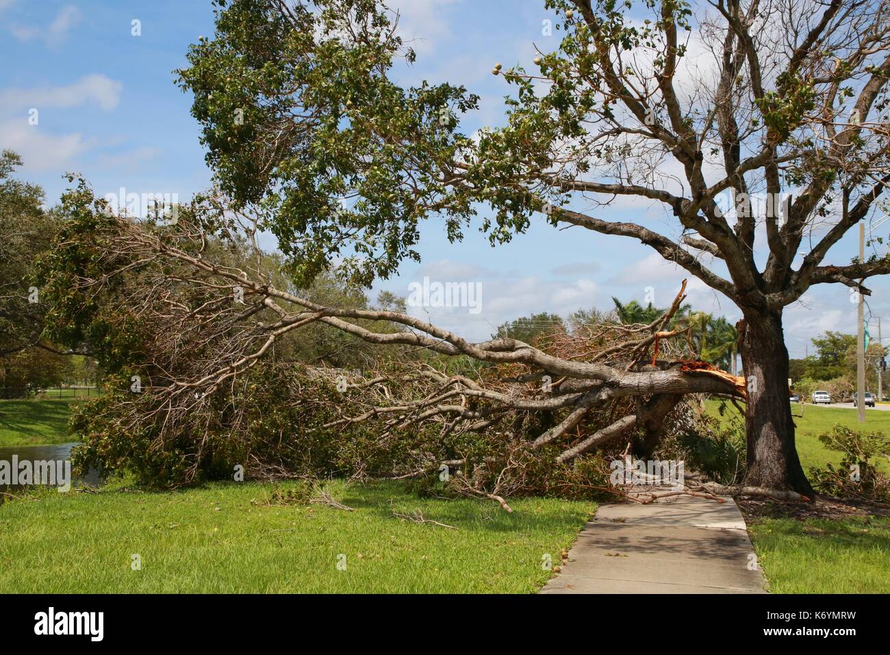 Trees Torn Down along Powerline Road in Deerfield Beach from Hurricane ...