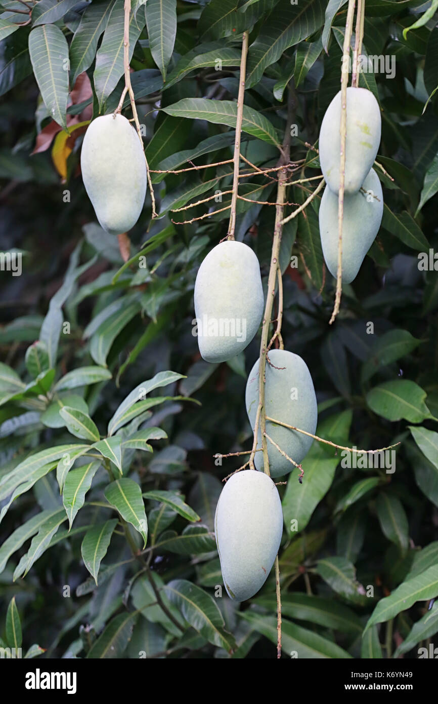 Raw green mango on tree in the fruit garden Stock Photo - Alamy