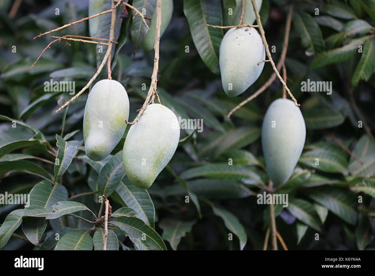 Raw green mango on tree in the fruit garden Stock Photo - Alamy