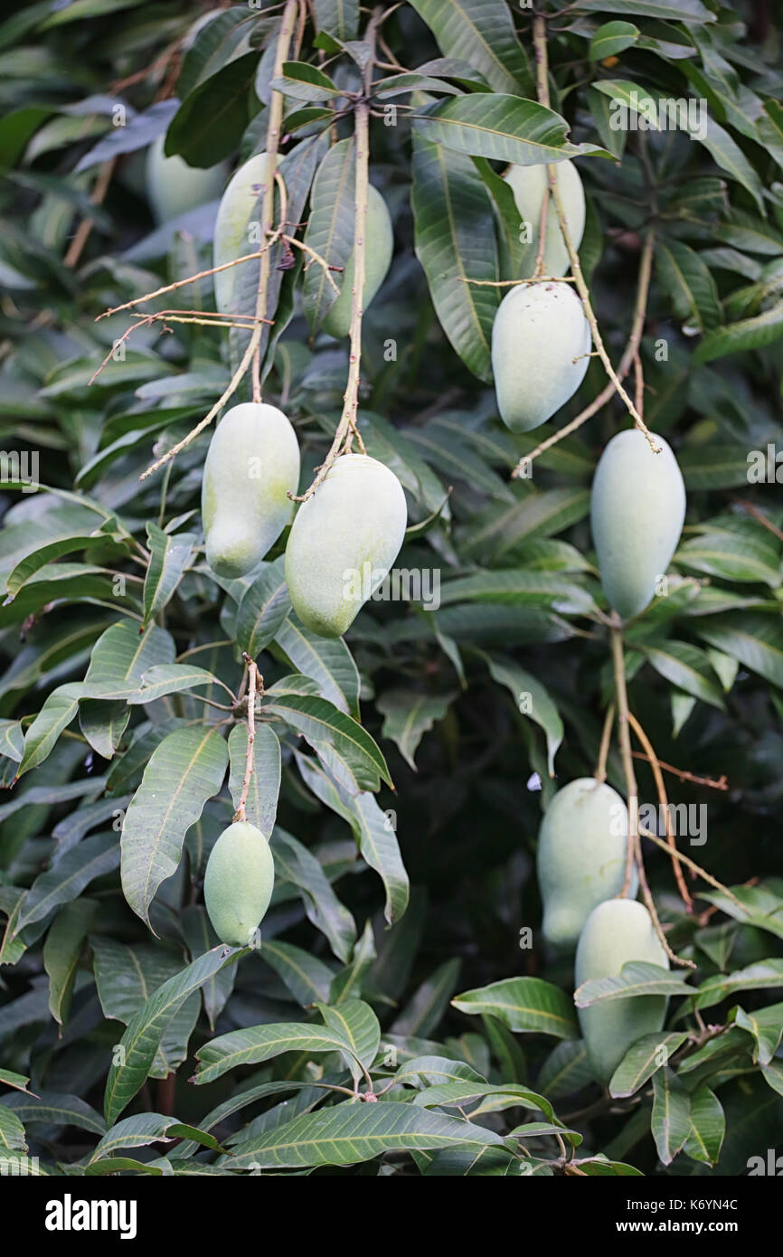 Raw green mango on tree in the fruit garden Stock Photo - Alamy