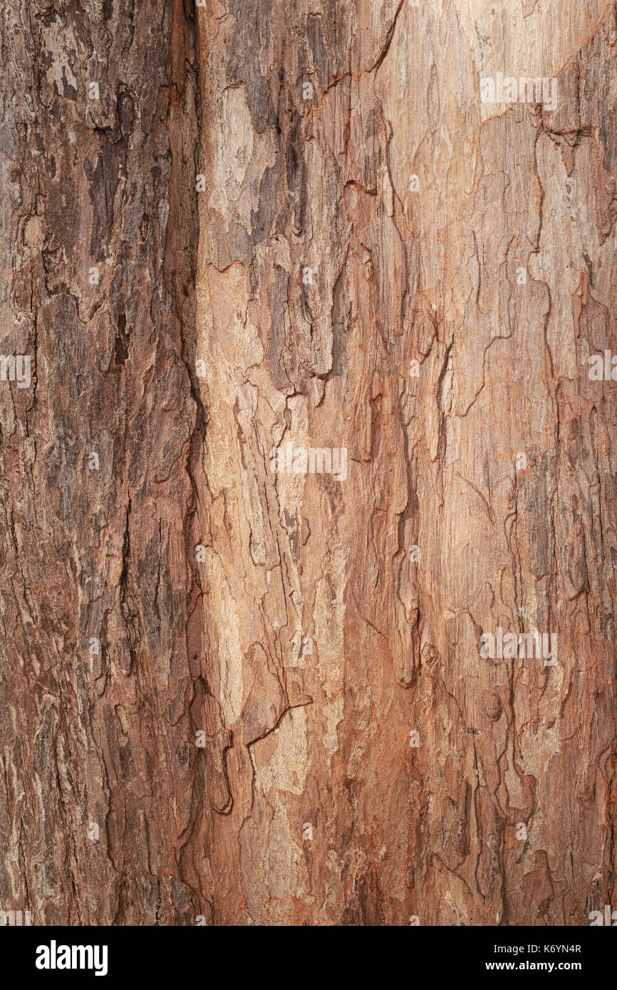Surface of tropical tree trunk for design nature background Stock Photo ...