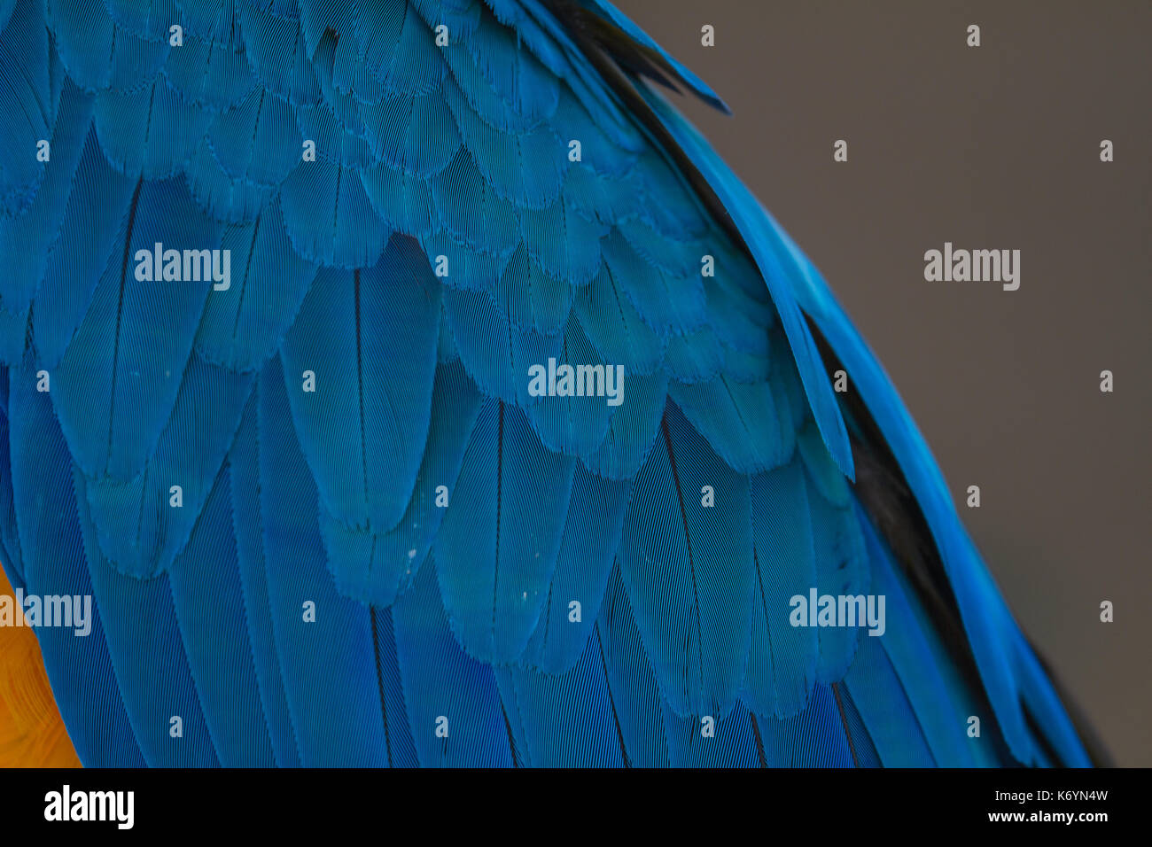 feather of Macaw, bird parrot, nature texture background Stock Photo ...