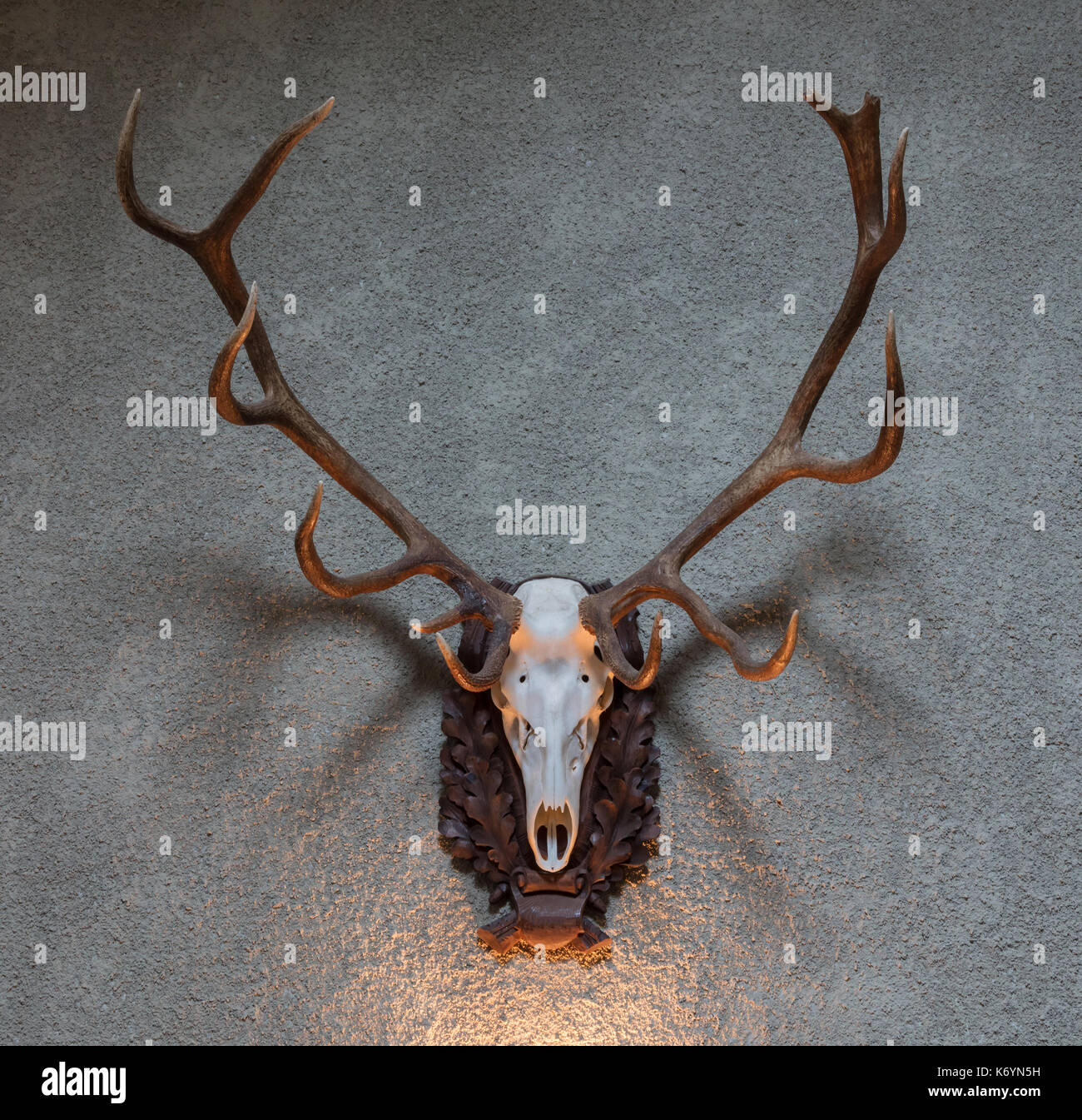 Large deer hunting trophy hanging on a wall Stock Photo - Alamy