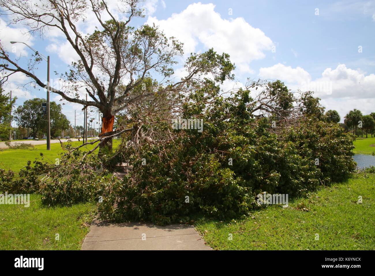 Shredded trees hi-res stock photography and images - Alamy