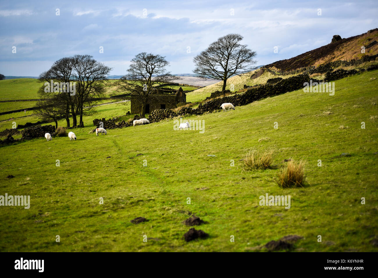 Roaches sheep and farmland, peak district national park, UK Stock Photo ...