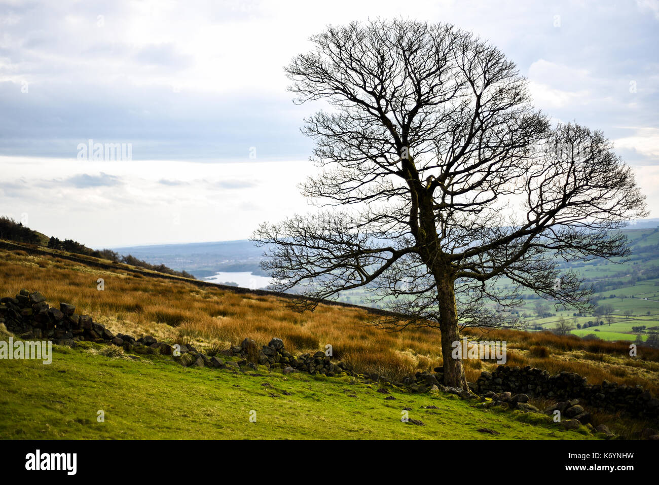 Trees on the Roaches, Peak District, UK Stock Photo - Alamy