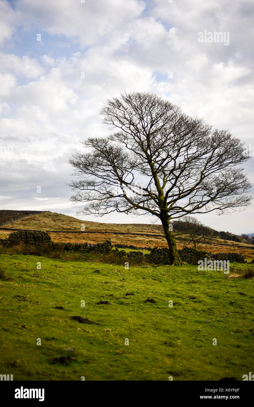Trees on the Roaches, Peak District, UK Stock Photo - Alamy