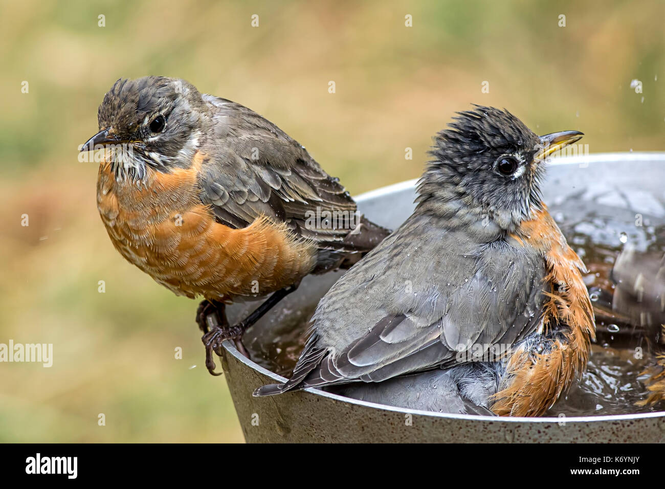 A couple of American Robins in a bird bath together Stock Photo - Alamy