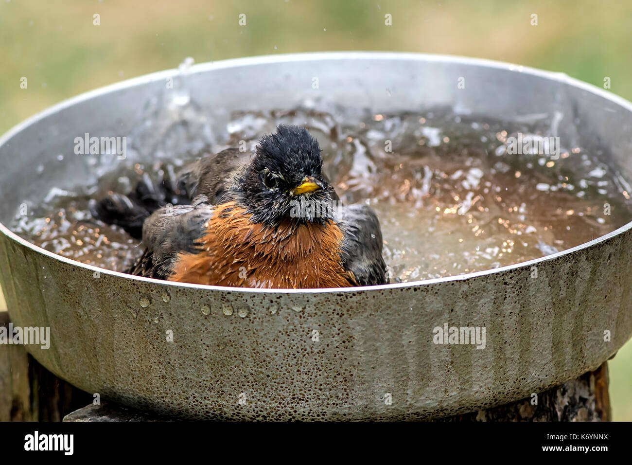 A playful Robin splashes around in a little bird bath Stock Photo - Alamy