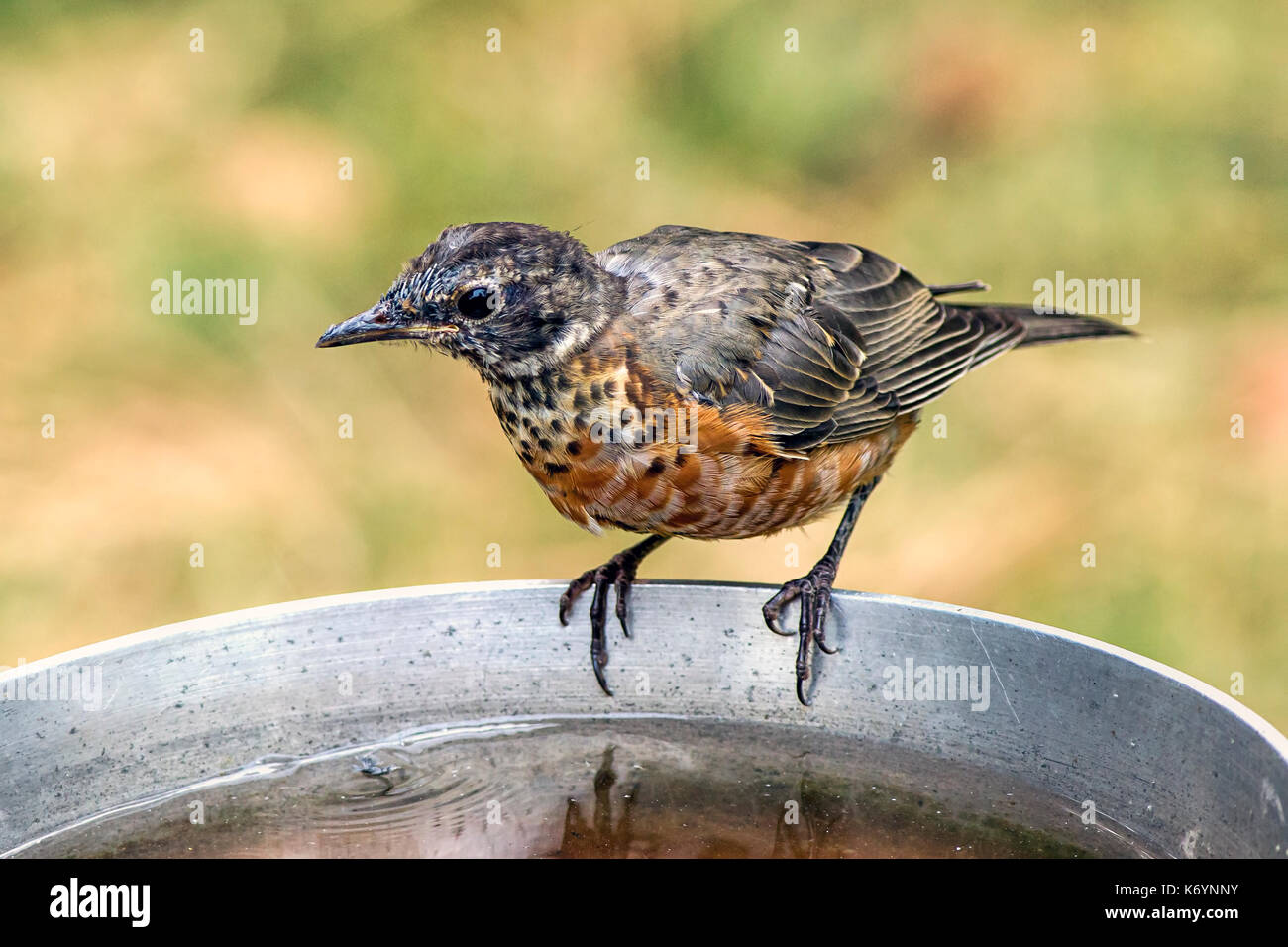 A juvenile American robin is perched on the side of a bird bath Stock ...
