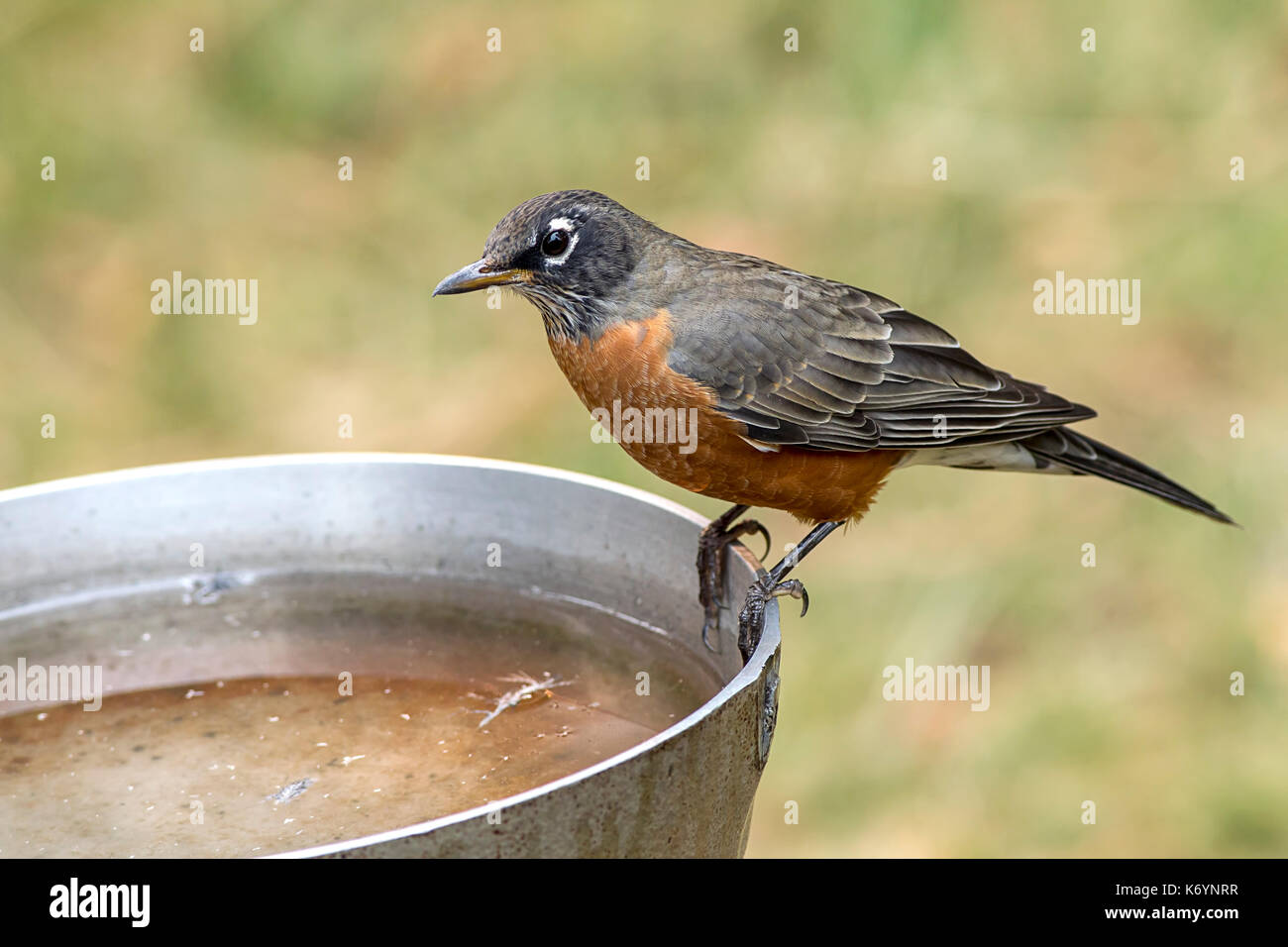 An American robin is perched on the side of a bird bath Stock Photo - Alamy