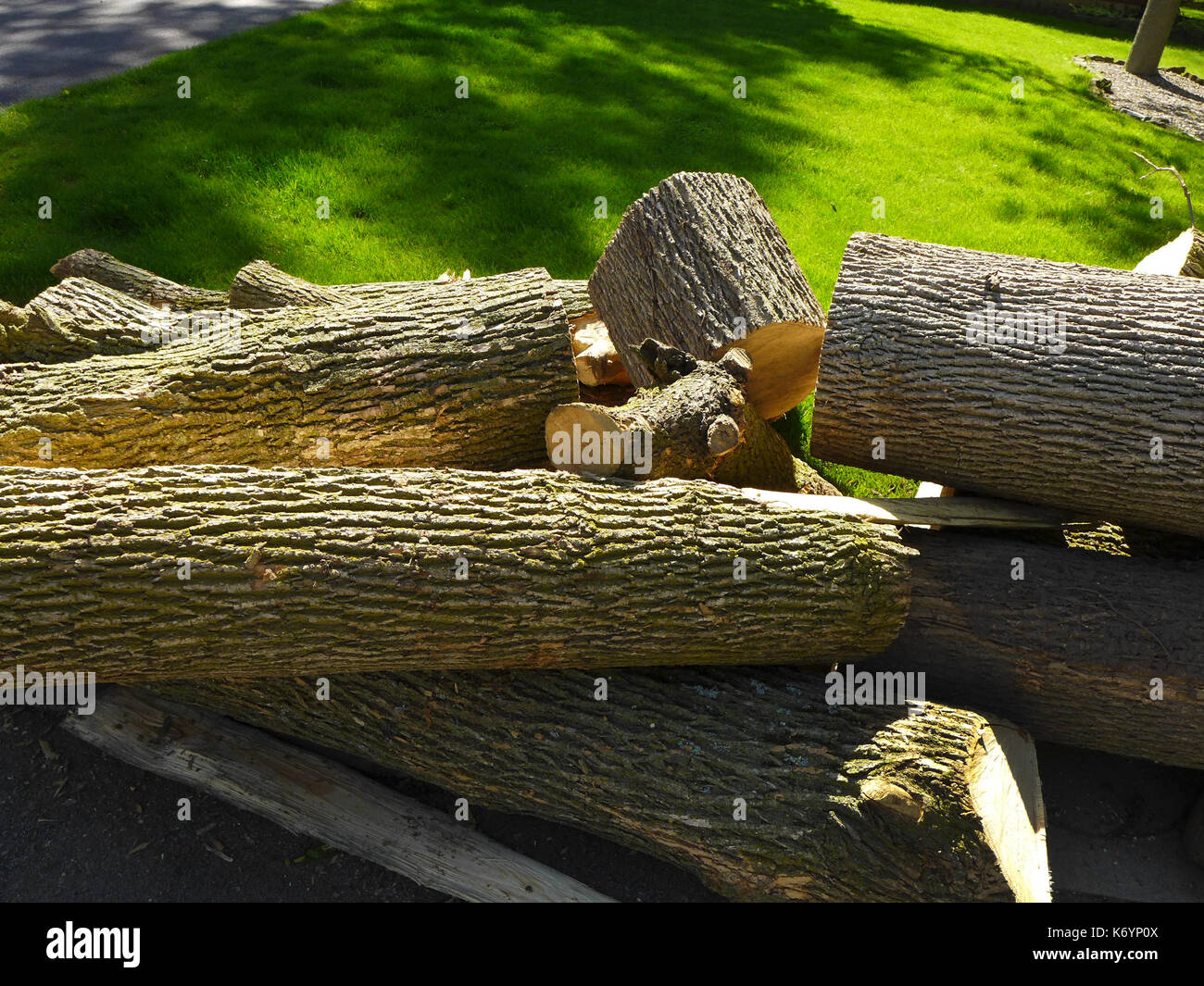 Axed tree hi-res stock photography and images - Alamy