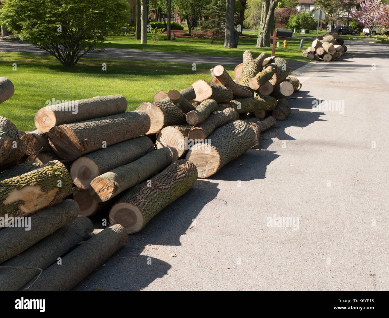 Storm damaged trees cut down Stock Photo - Alamy