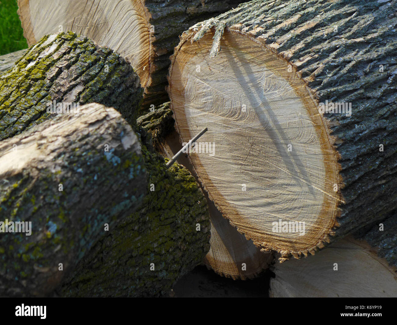 Axed tree hi-res stock photography and images - Alamy