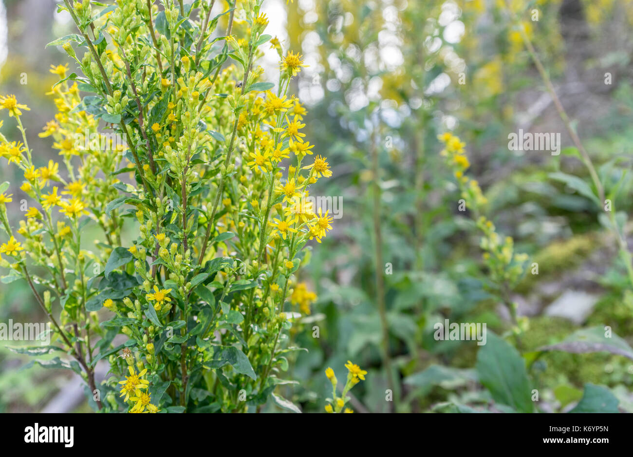 Goldenrod natural hi-res stock photography and images - Alamy