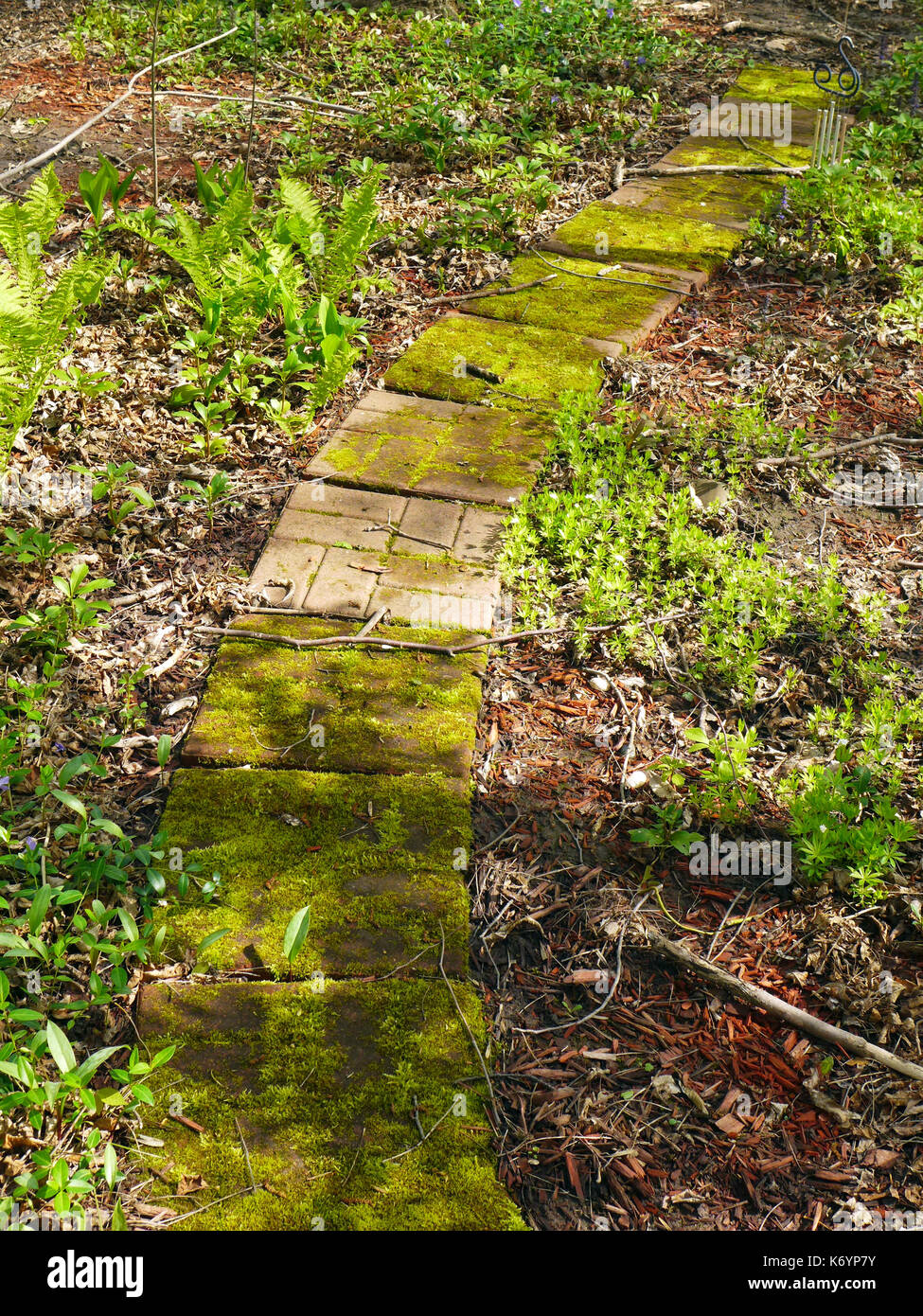 Moss covered brick walk Stock Photo - Alamy