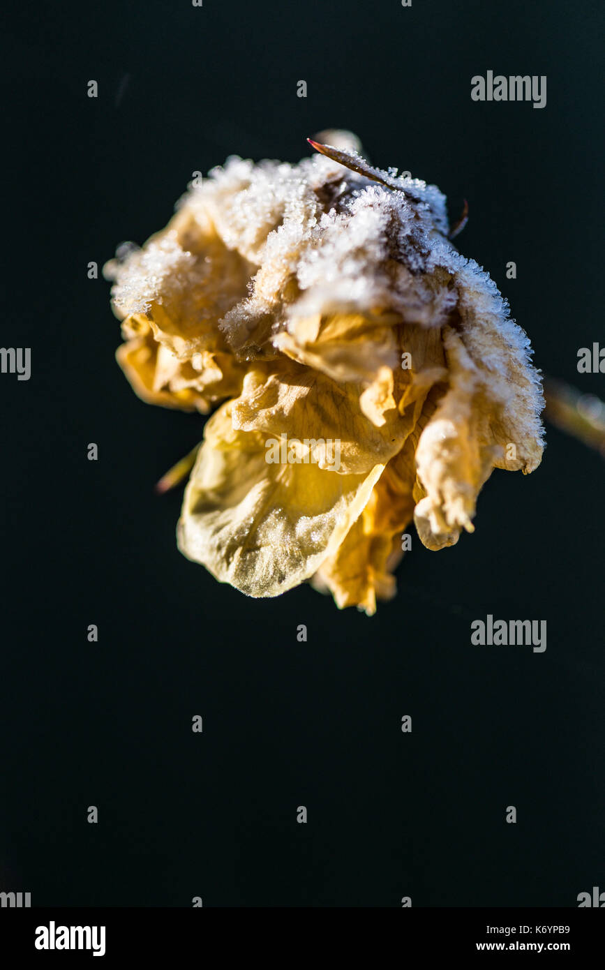 Golden showers hi-res stock photography and images - Alamy