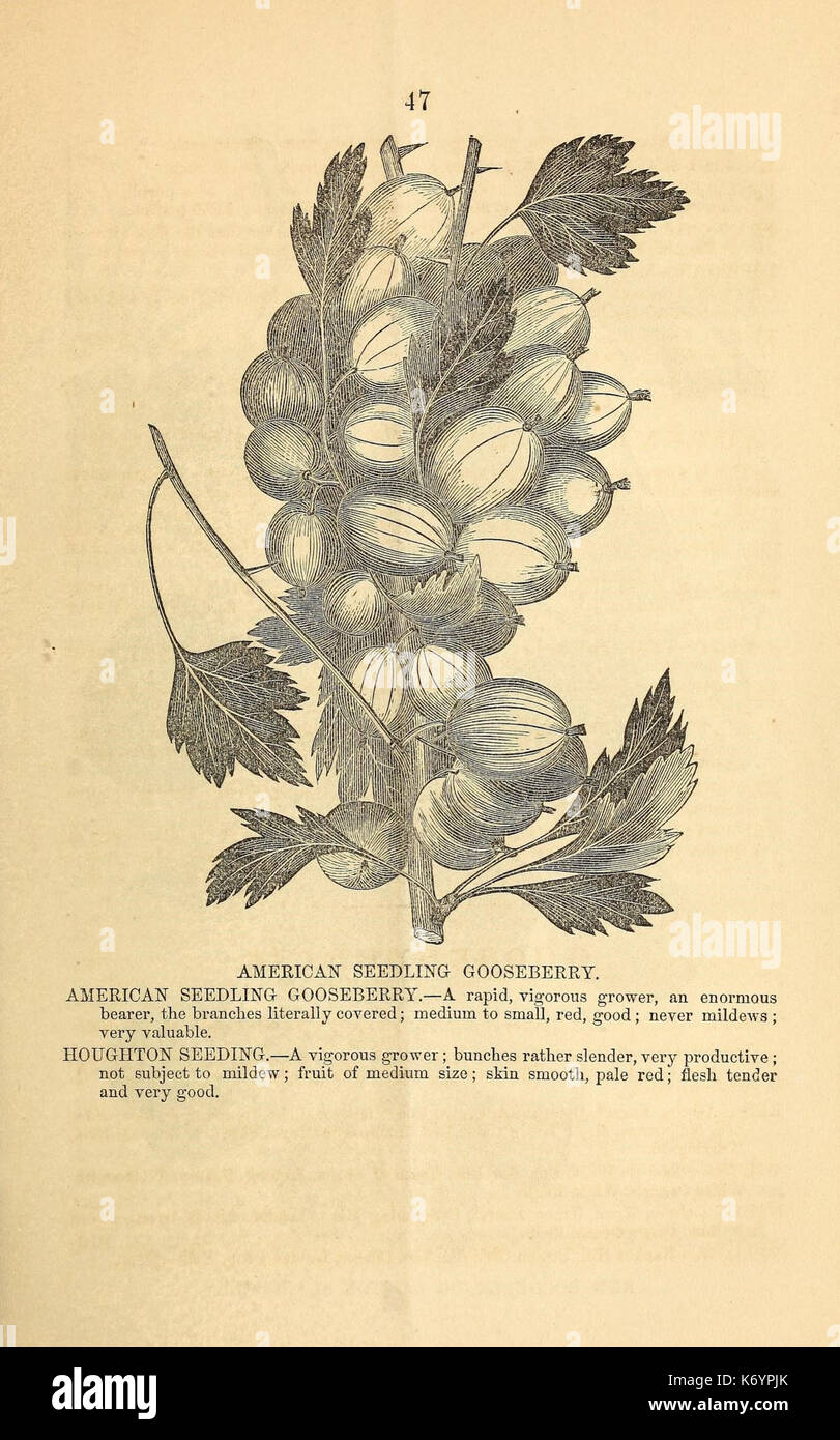 Historic fruit varieties hi-res stock photography and images - Alamy
